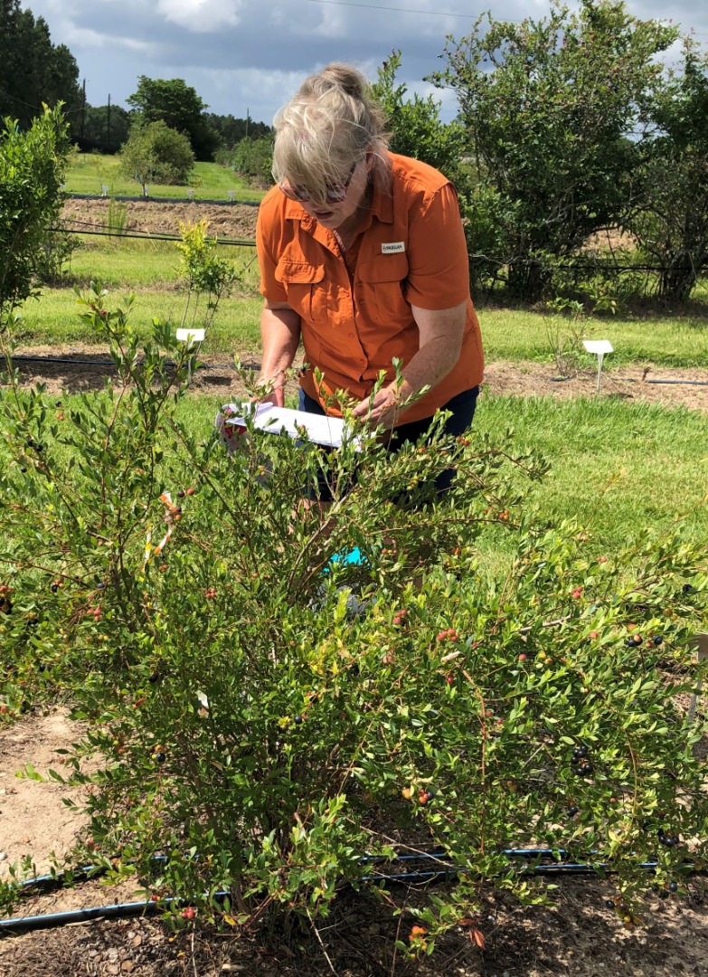 Robin Hayes : USDA ARS