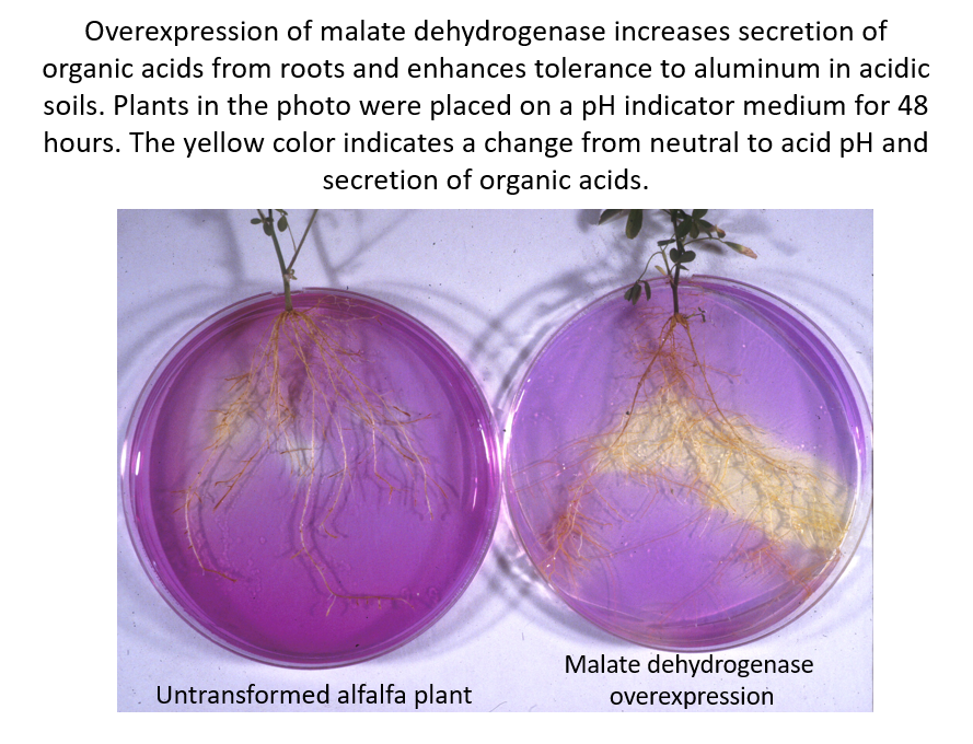 Alfalfa Transformation and Biotechnology : USDA ARS