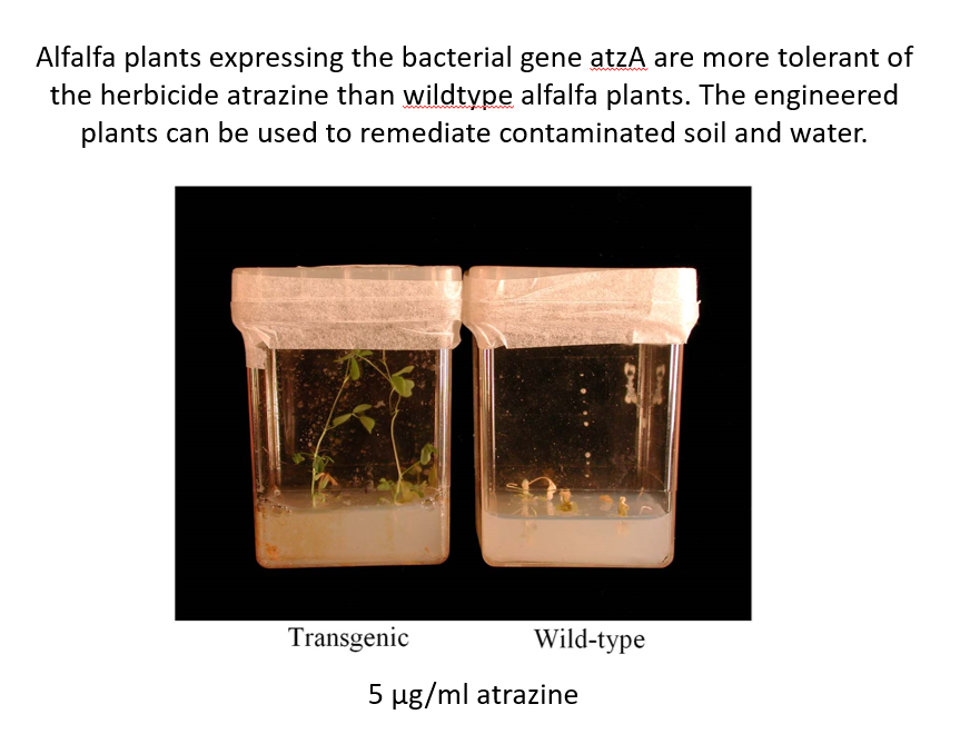 Alfalfa Transformation and Biotechnology : USDA ARS