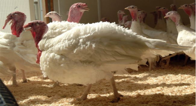 Food Safety and Enteric Pathogens Research : USDA ARS