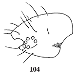 Pyraloidea Larvae Key Couplet 50 : USDA ARS