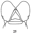 Pyraloidea Larvae Key Couplet 12 : USDA ARS