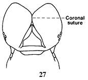 Pyraloidea Larvae Key Couplet 12 : USDA ARS
