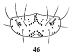 Pyraloidea Larvae Key Couplet 20 : USDA ARS