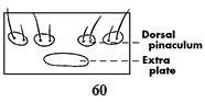 Pyraloidea Larvae Key Couplet 29 : USDA ARS