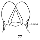 Pyraloidea Larvae Key Couplet 36 : USDA ARS