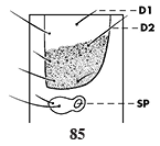 Pyraloidea Larvae Key Couplet 42 : USDA ARS