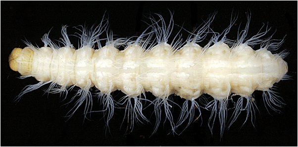 Pyraloidea Larvae Key Couplet 27 : USDA ARS