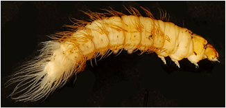 Pyraloidea Larvae Key Couplet 27 : USDA ARS