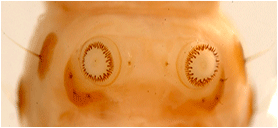 Pyraloidea Larvae Key Couplet 29 : USDA ARS