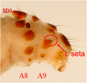 Pyraloidea Larvae Key Couplet 1 : USDA ARS