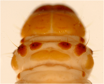 Pyraloidea Larvae Key Couplet 29 : USDA ARS