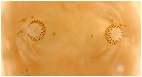Pyraloidea Larvae Key Couplet 29 : USDA ARS