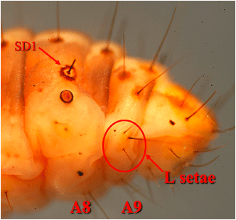 Pyraloidea Larvae Key Couplet 1 : USDA ARS